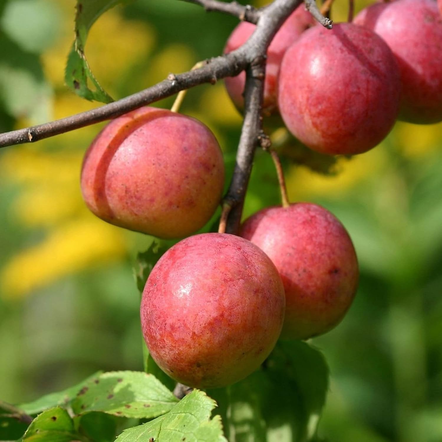 100+ Wild American Plum Seeds ( Americana) - Temu
