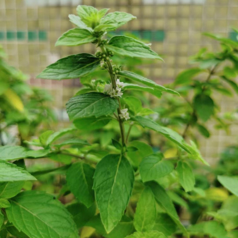 Edible Peppermint Seeds Indoor Outdoor Potted - Temu