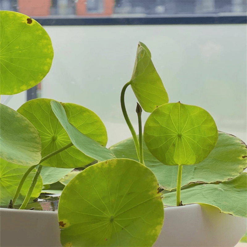 Color Bonsai Bowl Lotus Seeds Exotic Flower - Temu