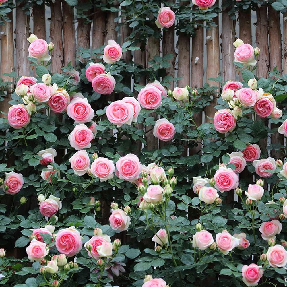 Pink Climbing Rose Vine Seed great Growth Beautiful Roses - Temu