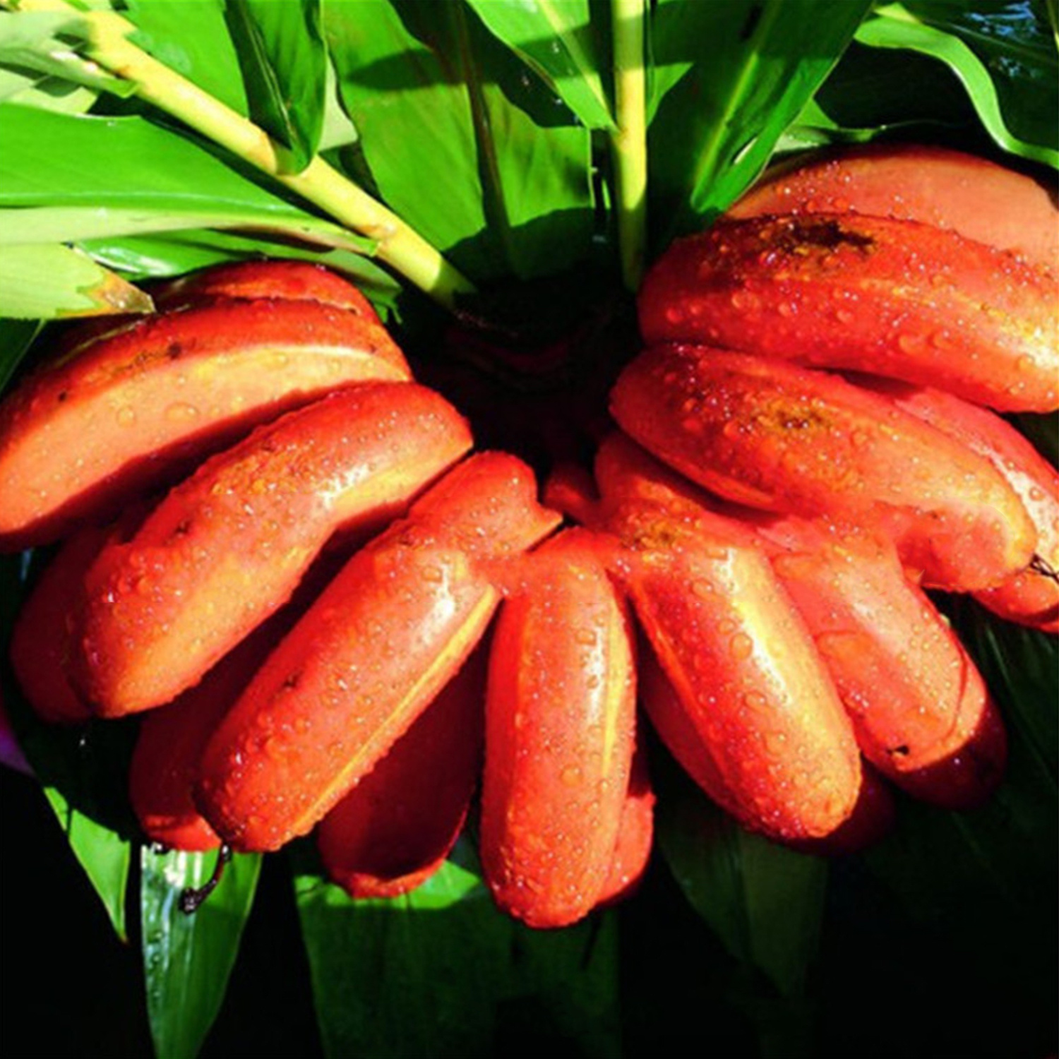 Seeds Plants Vibrant Foliage - Temu