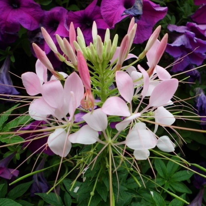 plant seeds sold on Temu United States