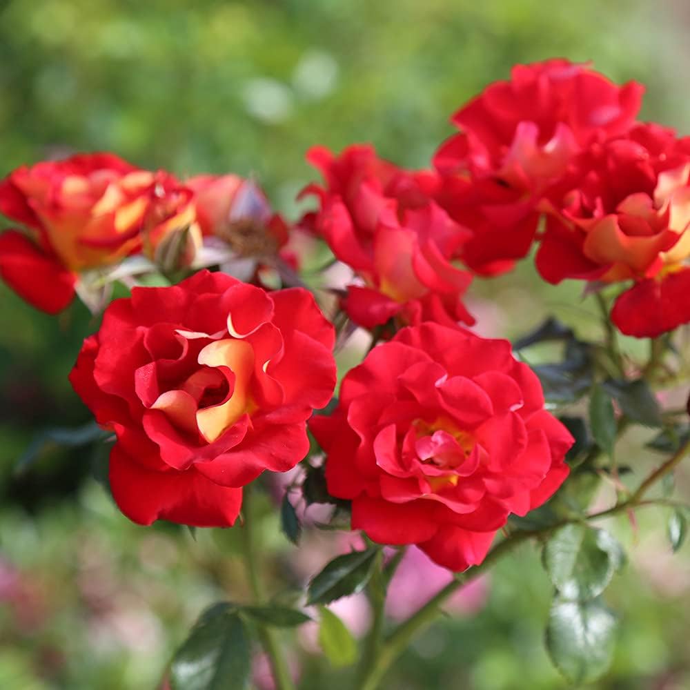 Plant Seeds Mustard Red - Temu