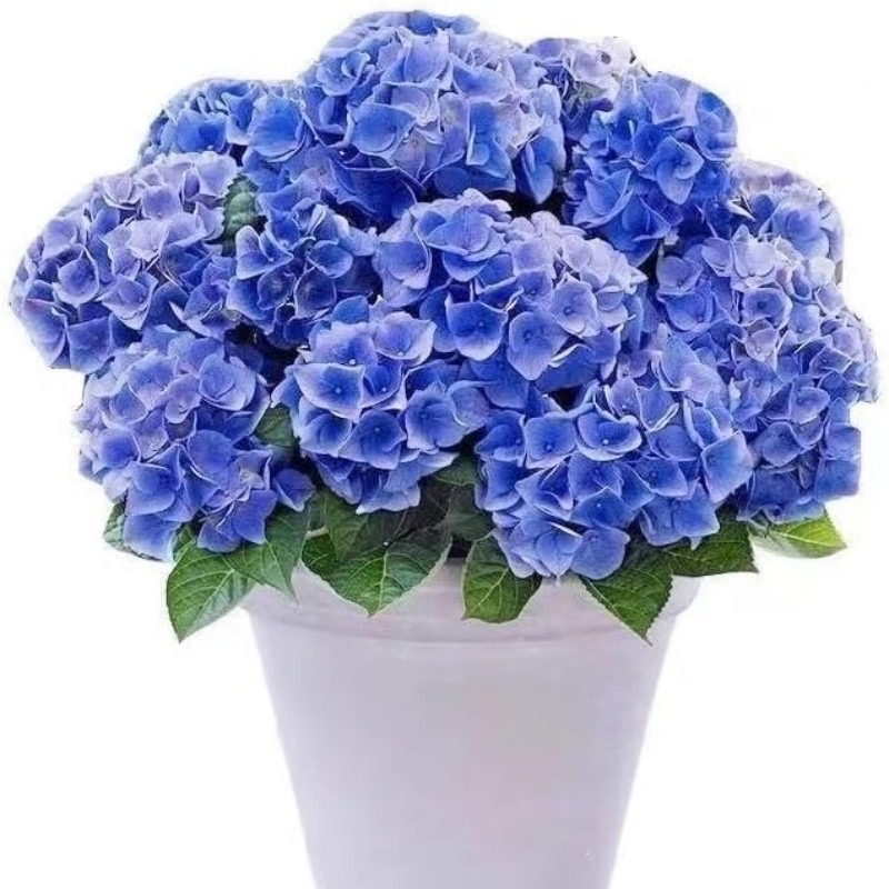 Hybrid Hydrangea Seeds Pot Garden adds - Temu