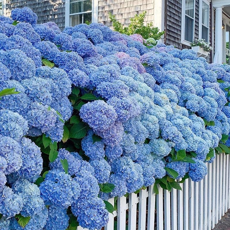 Hybrid Hydrangea Seeds Pot Garden adds - Temu