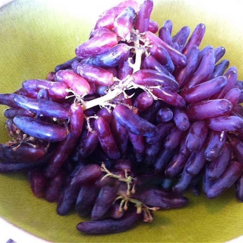 Finger Seed Potted Fruit Plant Seeds - Temu