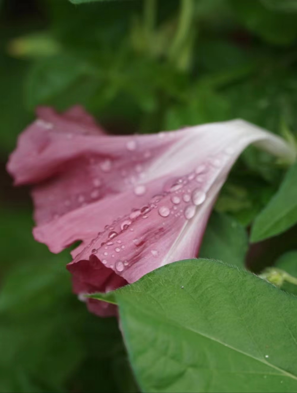 200 Semillas De - Planta Rastrera De Elefante Y Resistente, Para | Temu