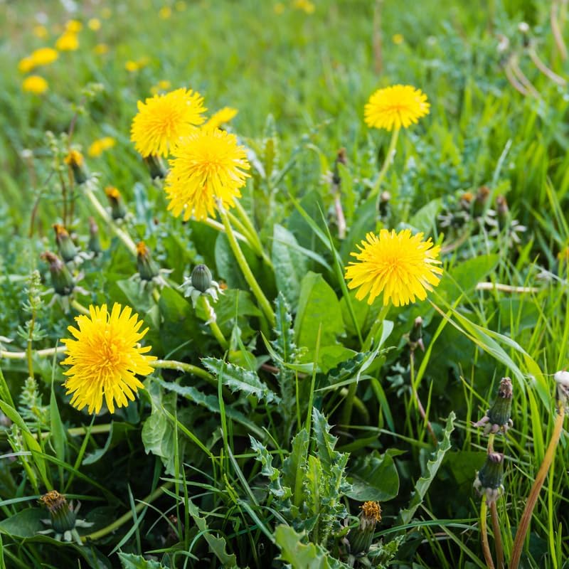 Rare Dandelion Flower Seeds Growing Plants - Temu