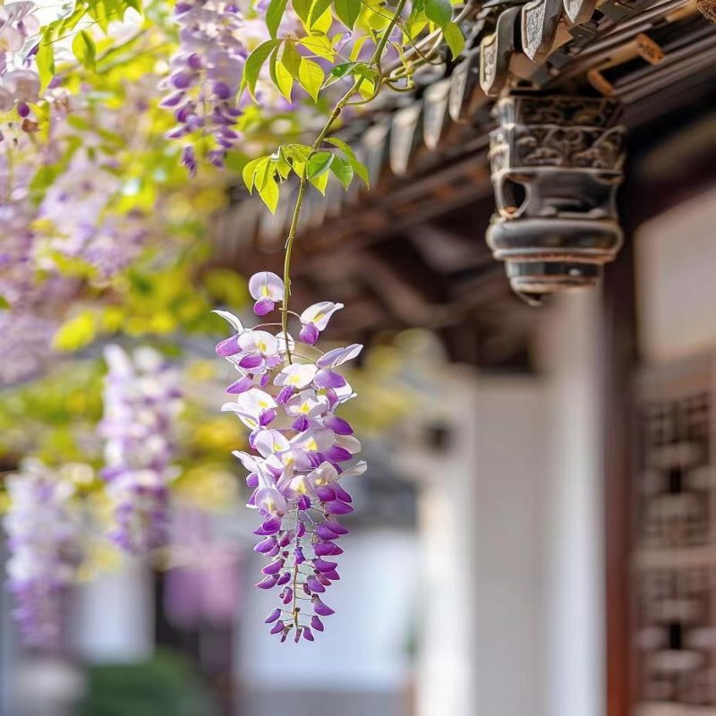 20 Capsules Rare Wisteria Tree Seeds Planting Mixed Colors Climbing ...