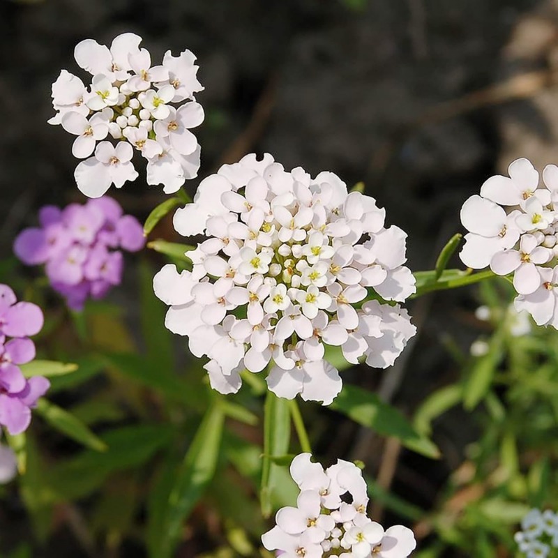 10000 White Flower Seeds Rocket Empress - Temu