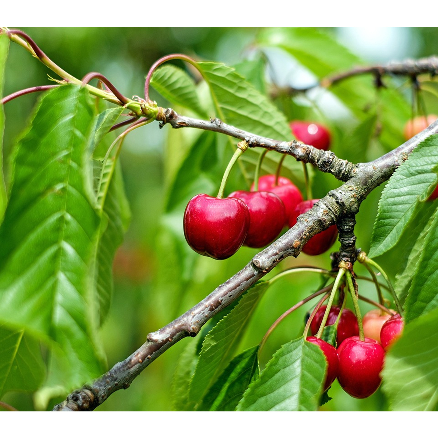 Cherry Seeds ( ) 육즙이 많고 풍미 가득한 추위에 강하고 가뭄에 강한 과일 - Temu