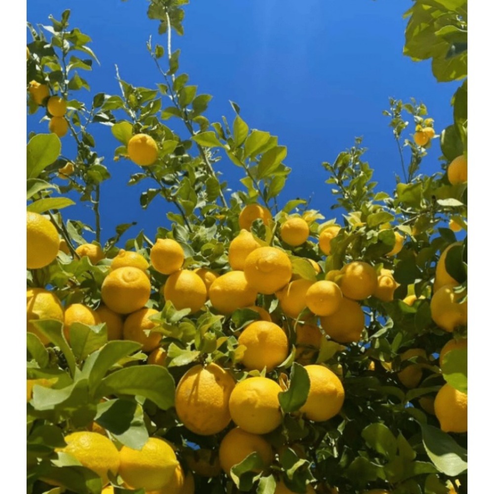 Universal Pieces Lemon Perfume Seeds Grow Bonsai Full size - Temu