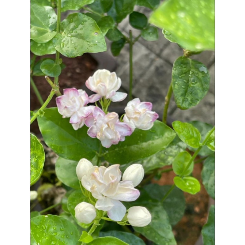 Rare Purple Spotted Jasmine Seeds Non gmo Heirloom Fresh Air - Temu