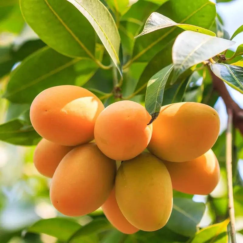 Garden 망고 과일 씨앗 맛있는 비 Gmo 과일 과즙이 많은 과일 강력한 맛 높은 수확량 번영은 훌륭한 테두리를 만듭니다