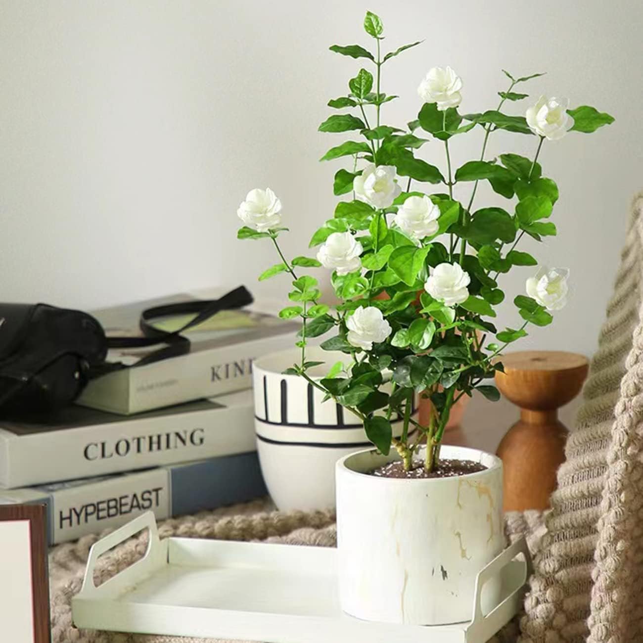 Jasmine Seeds Count - Temu