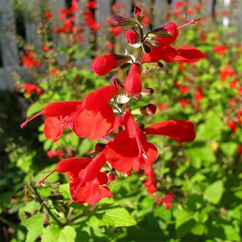 500 /blood Texas Sage Seeds Planting - Temu