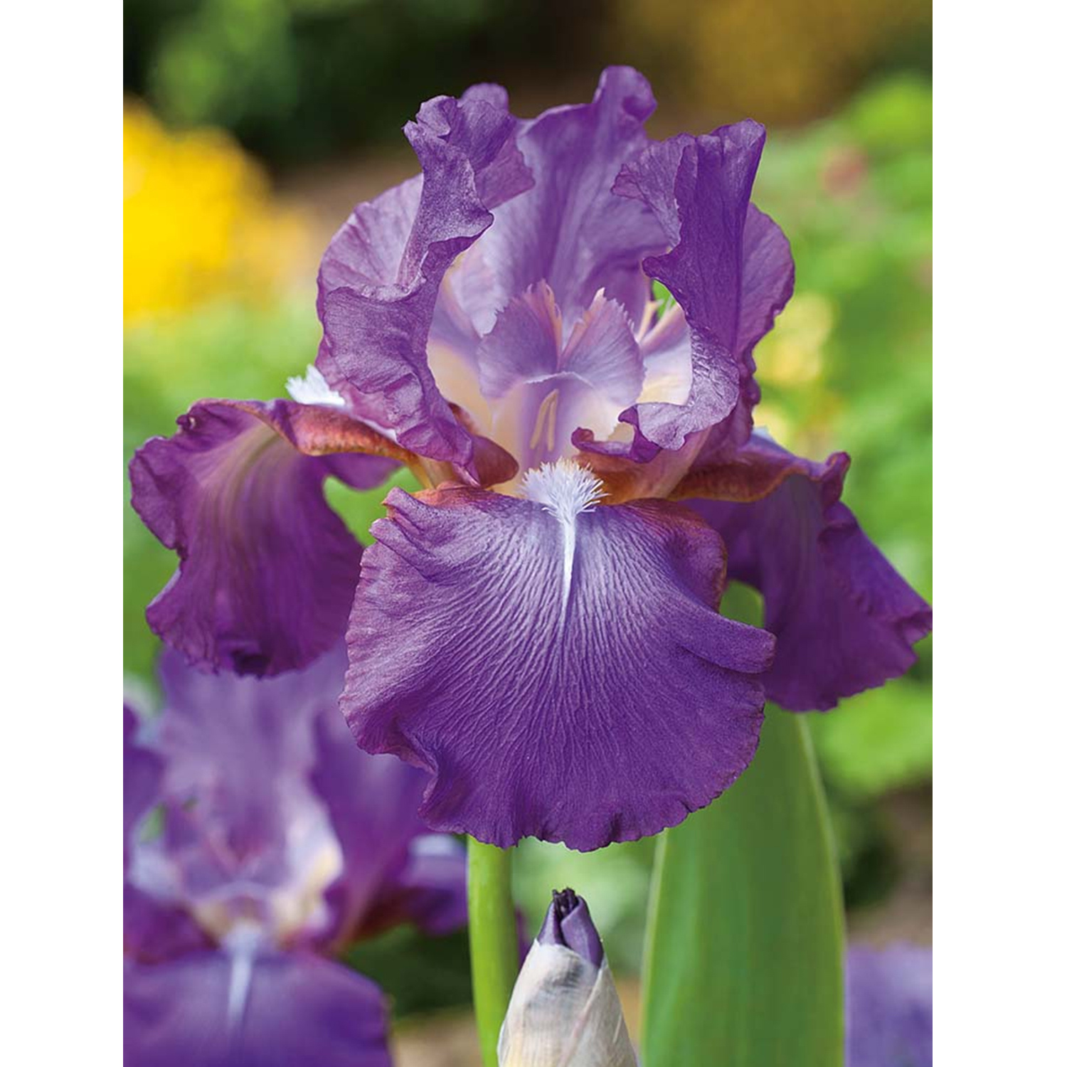 100 Semillas Iris Perennes - Temu