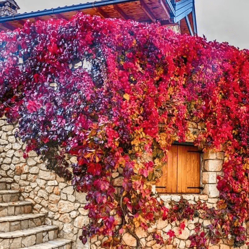Creeper Vine Vibrant Green Foliage Stunning - Temu