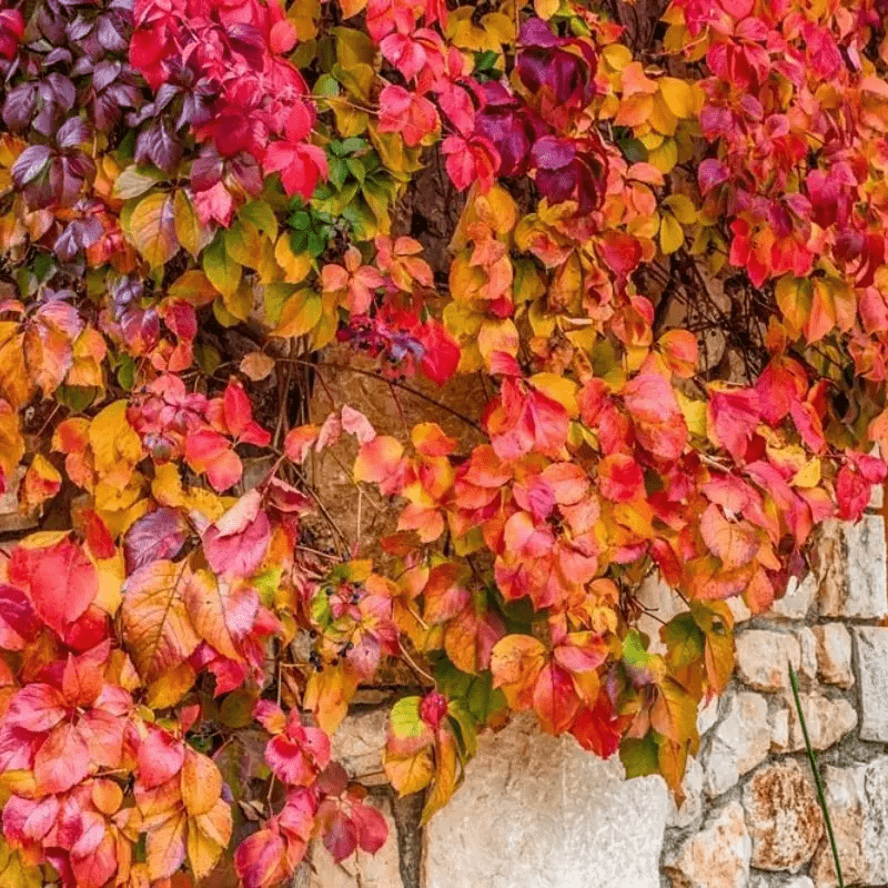 Creeper Vine Vibrant Green Foliage Stunning - Temu