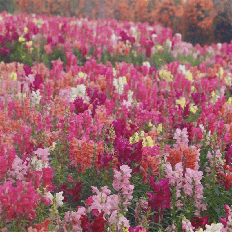 Boca ( Flor )mezcla Semillas Plantar - Temu