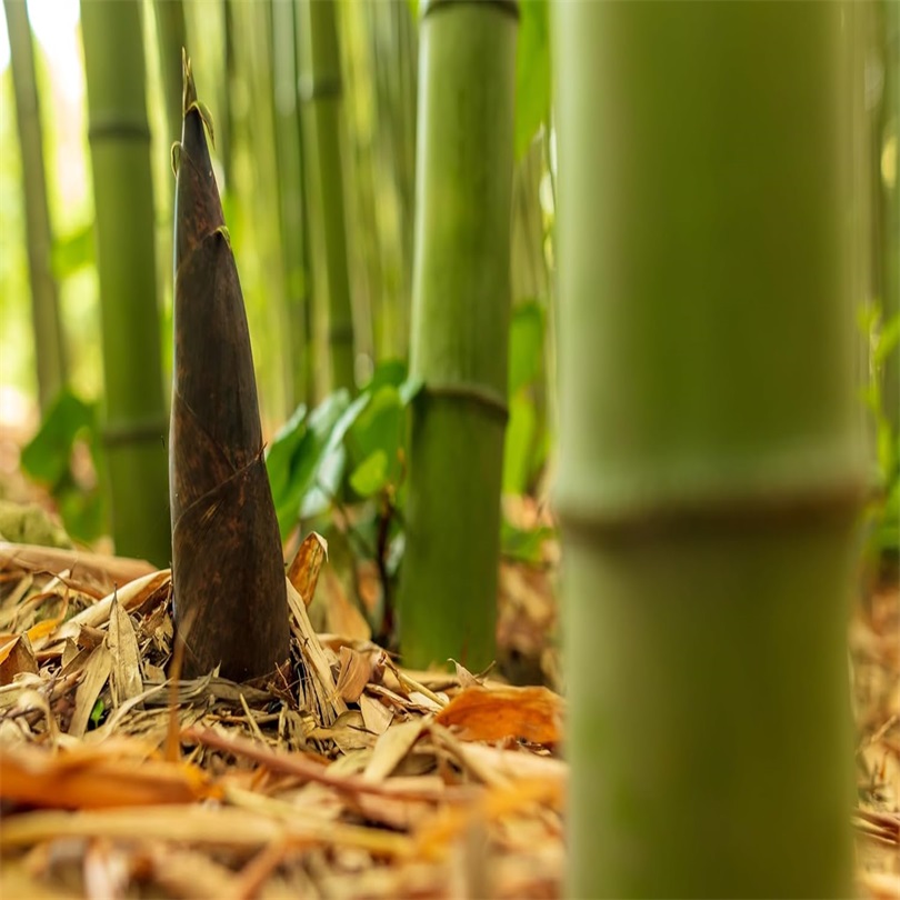 Giant Seeds For Fast Growing - Privacy Screen Good For Environment ...