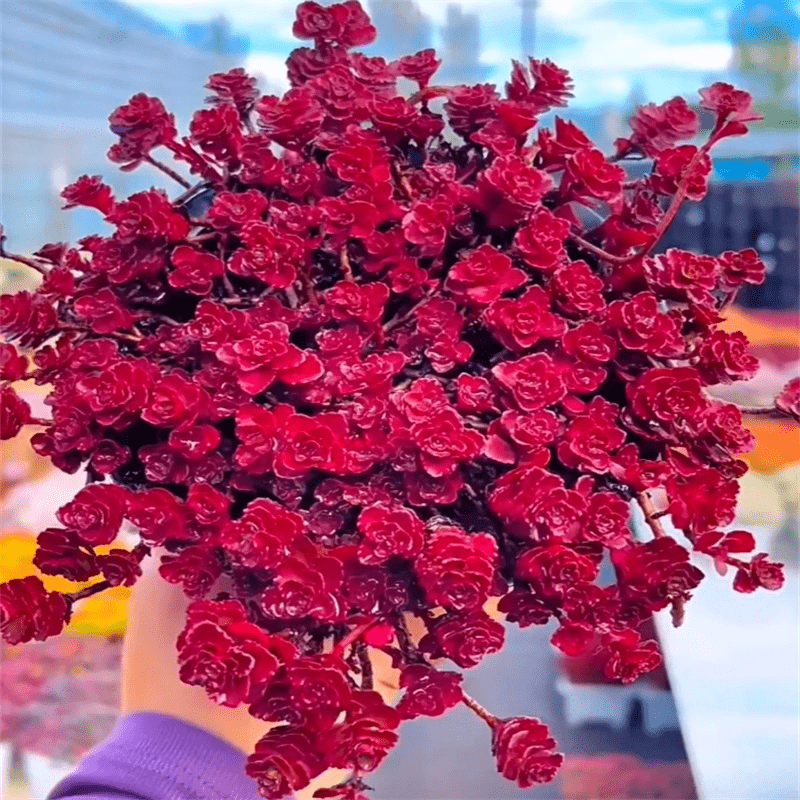 live plants sold on Temu United States