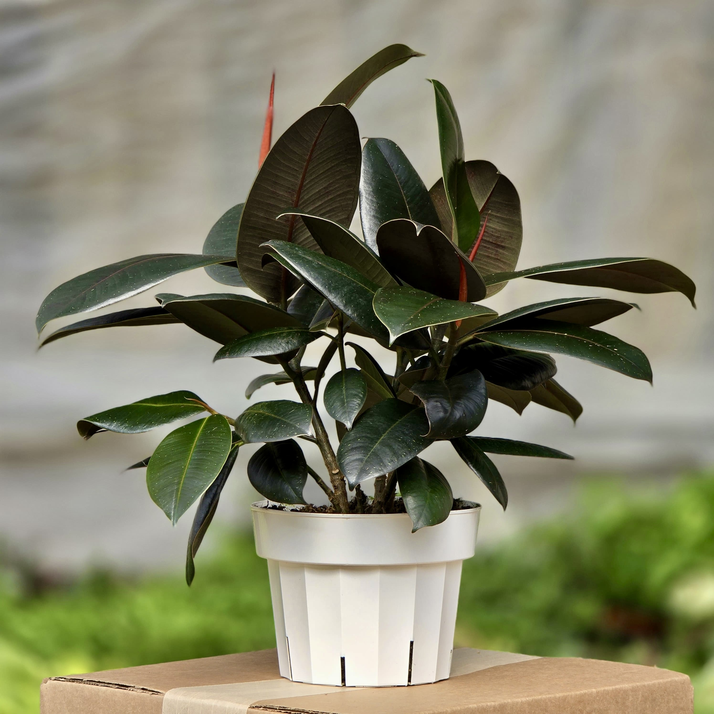 house plants sold on Temu United States