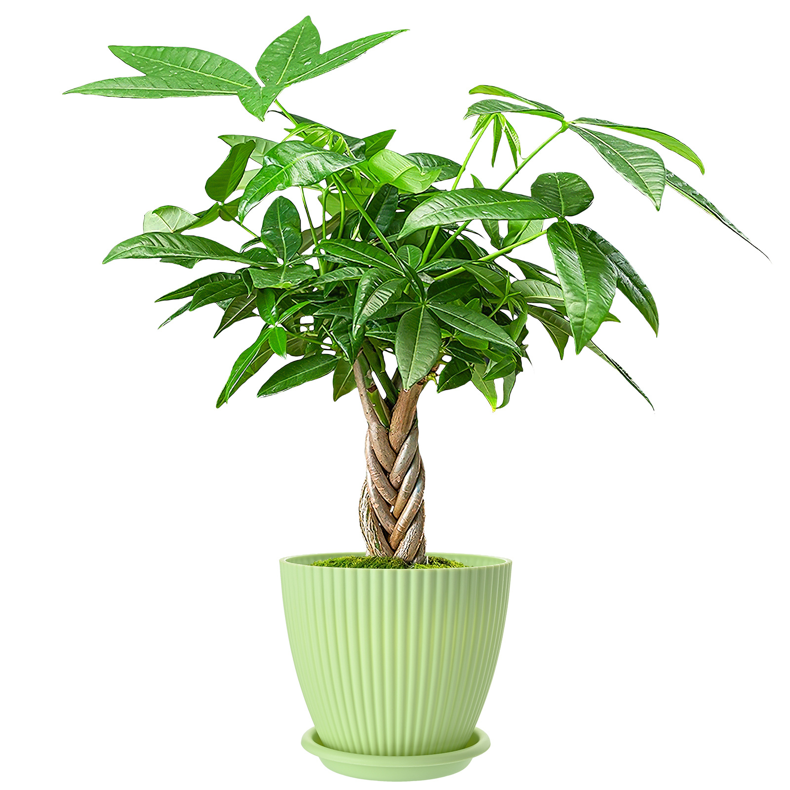 bamboo plants sold on Temu United States