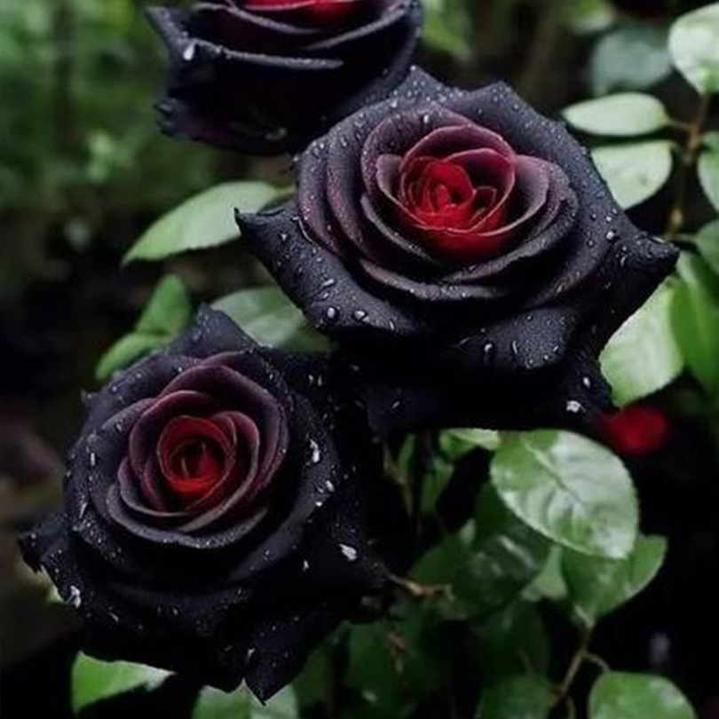 flowers sold on Temu United States