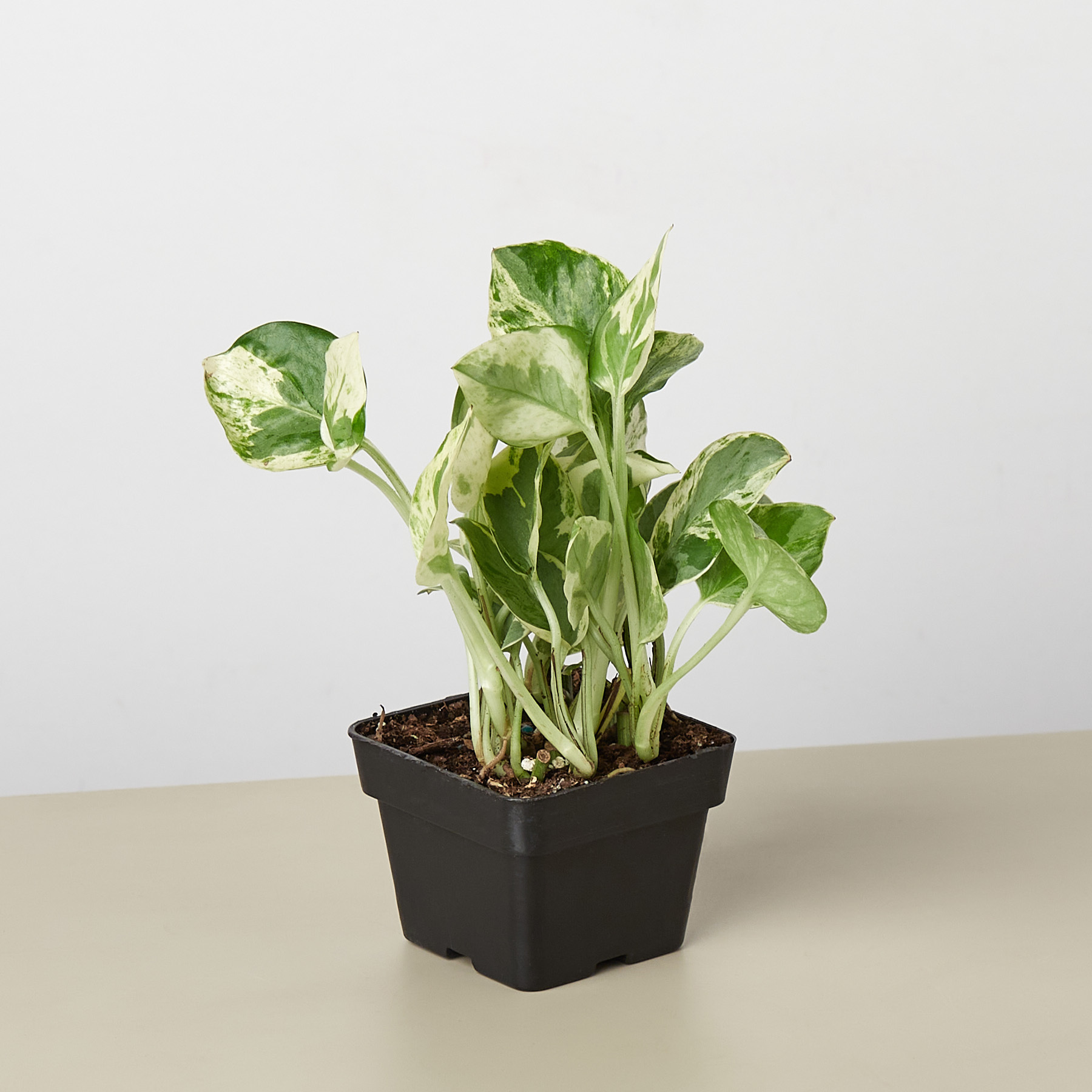 house plants sold on Temu United States