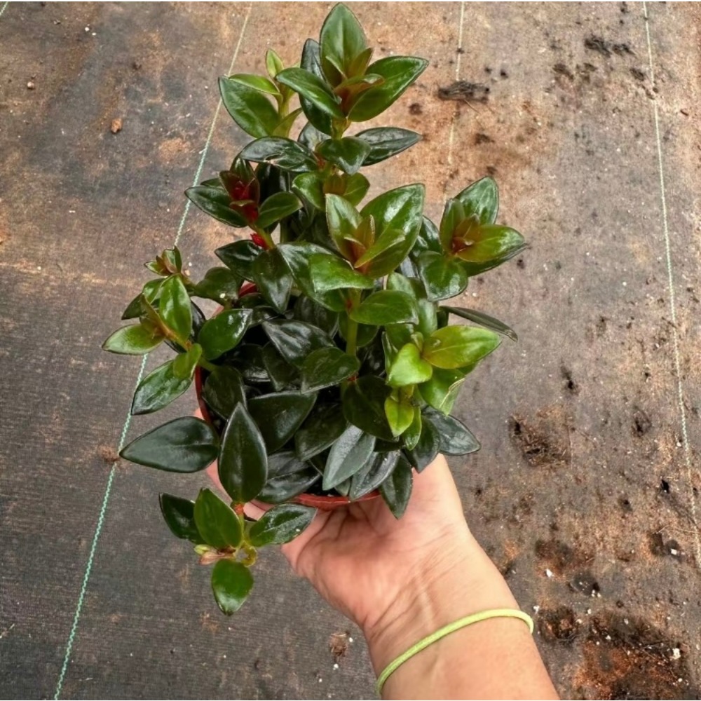 live plants sold on Temu United States