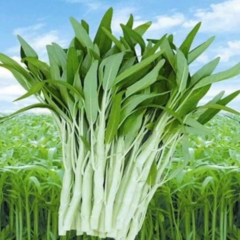 live plants sold on Temu United States