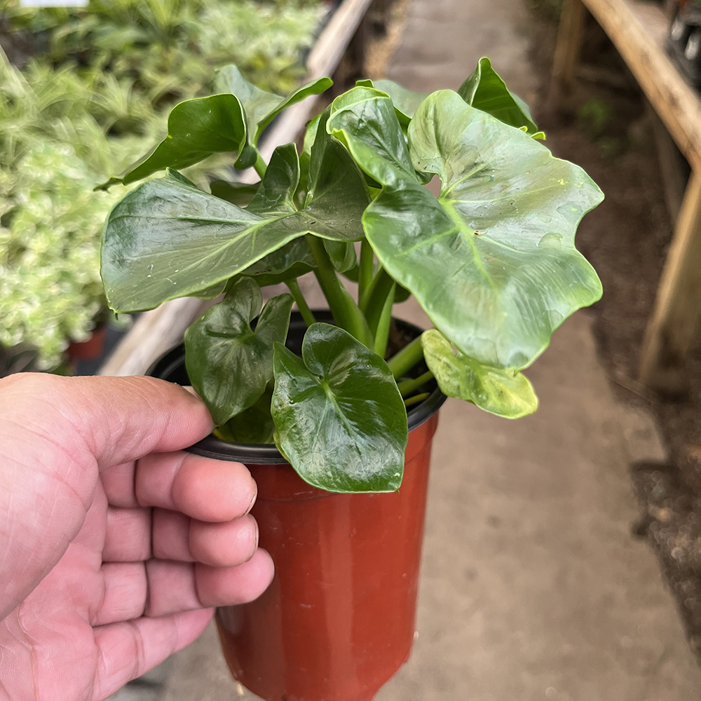 live plants sold on Temu United States