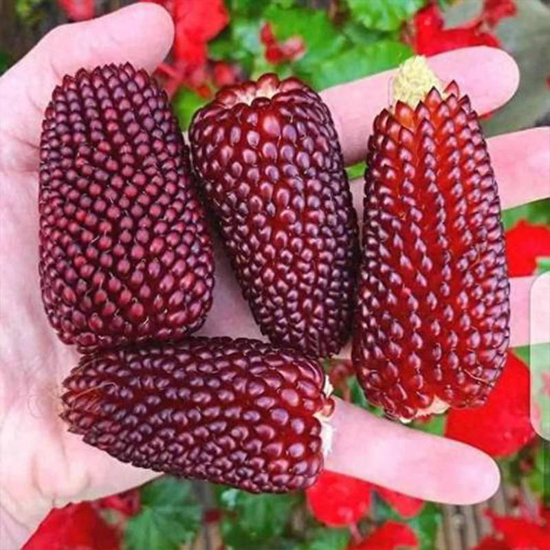 vegetable seeds sold on Temu United States