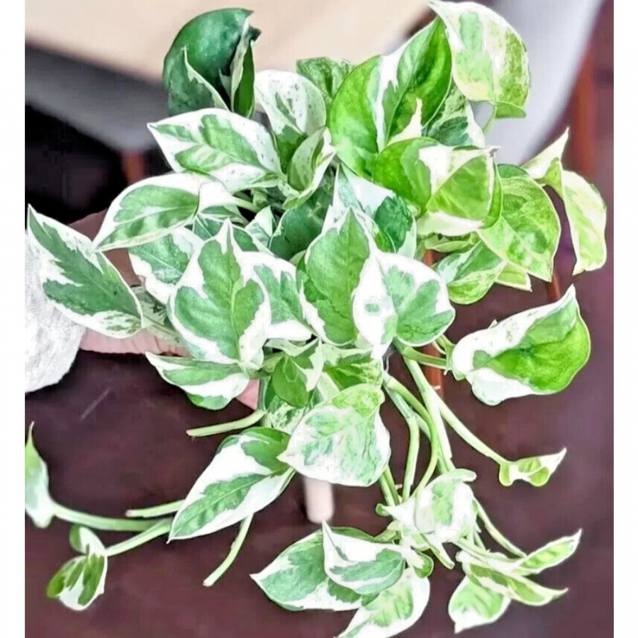 live plants sold on Temu United States