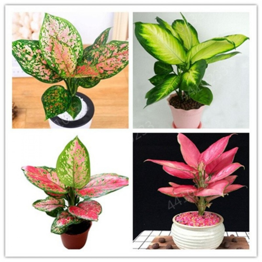 live plants sold on Temu United States