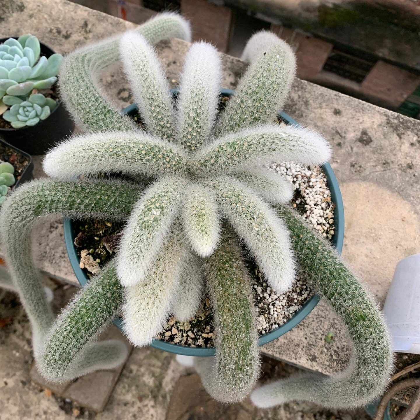live plants sold on Temu United States