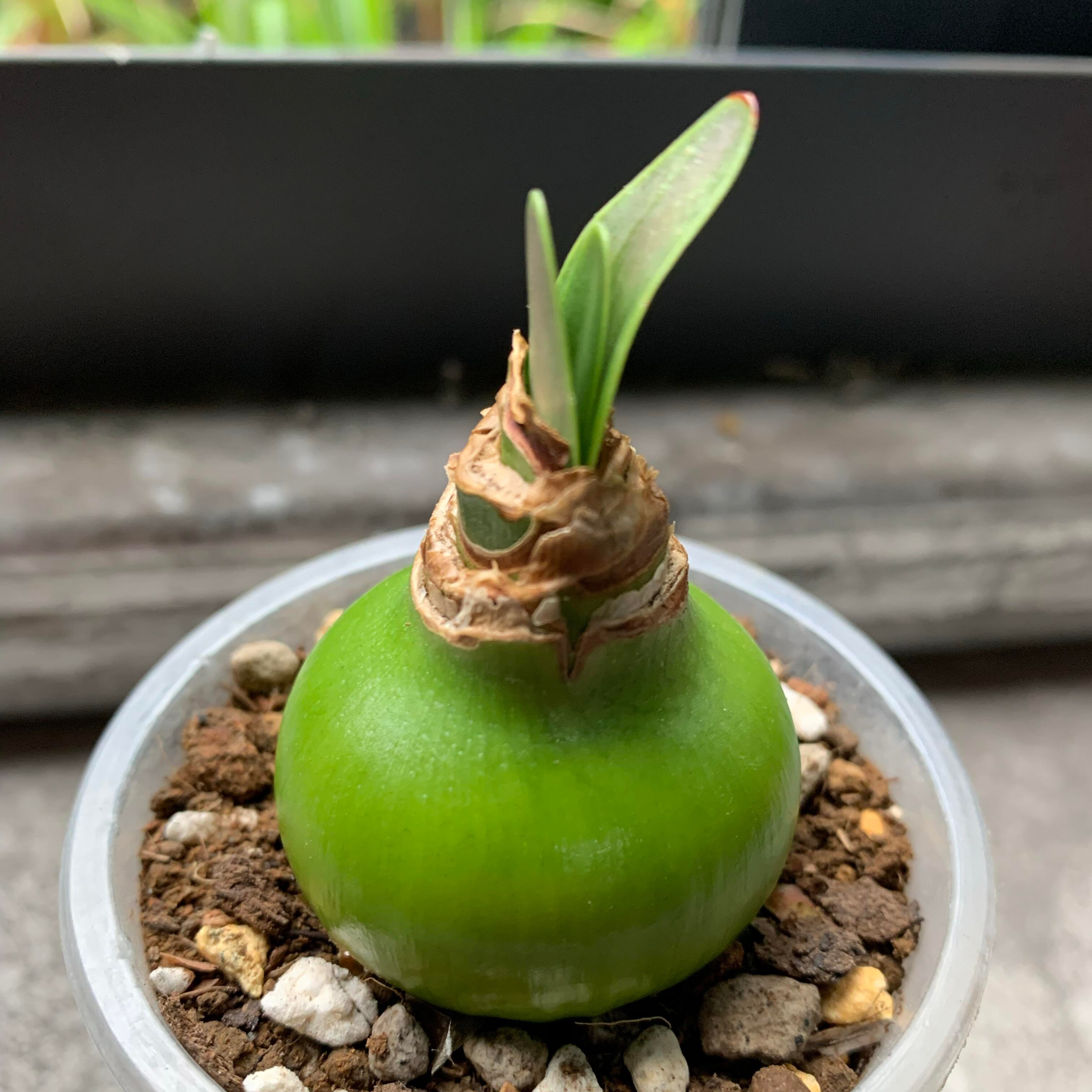 bulbs plants sold on Temu United States