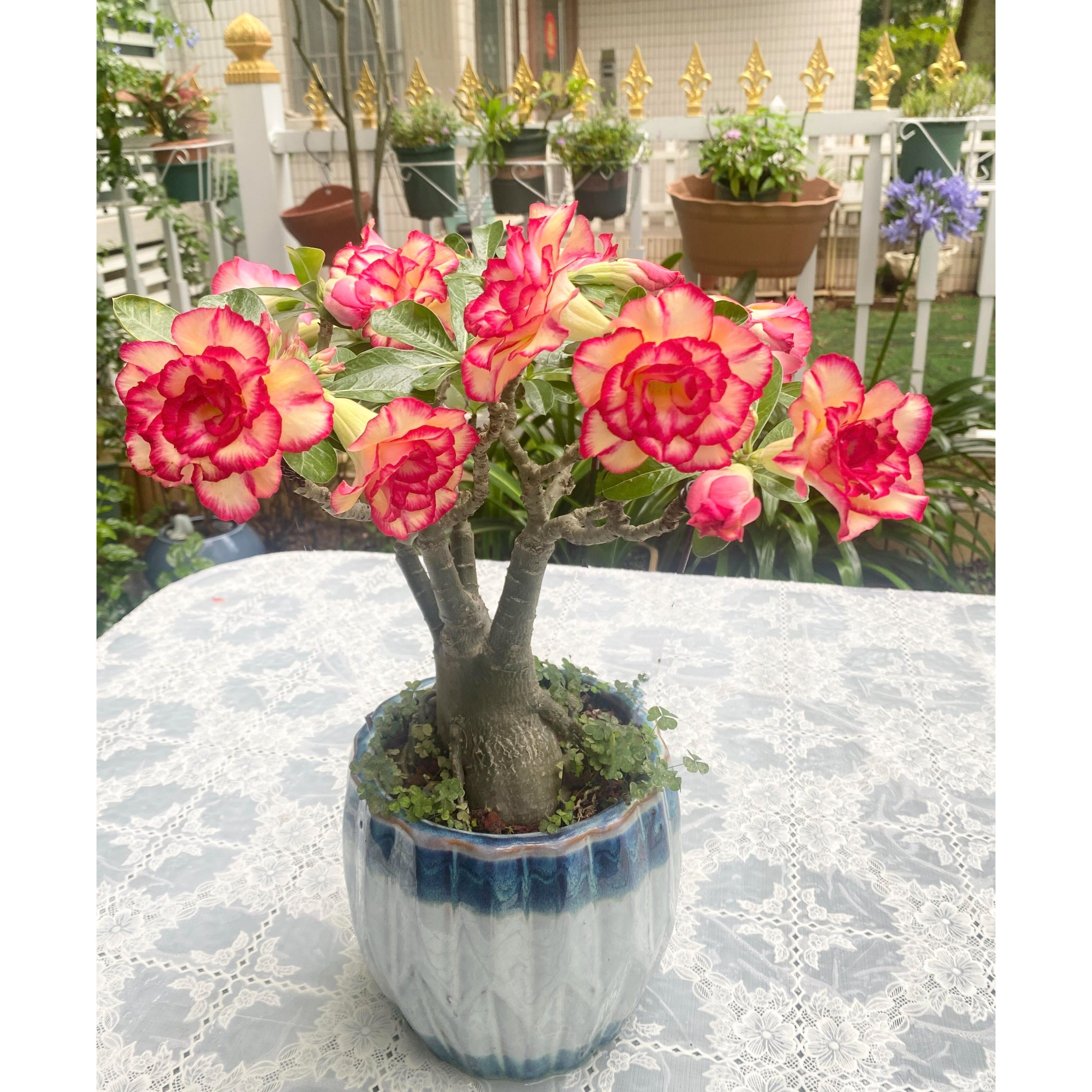 live plants sold on Temu United States