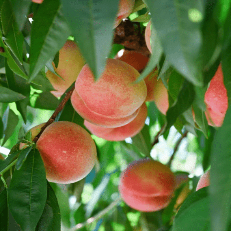 Seed Mountain Peach Tree Seed Ground - Temu