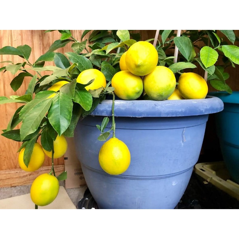 Rare Lemon Seeds Planting Bonsai - Temu