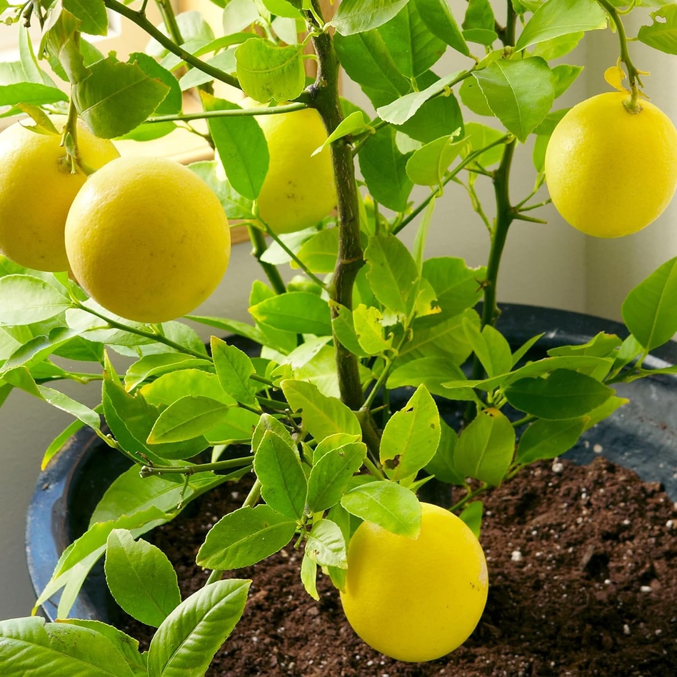 30 드워프 레몬 나무 씨앗 Non Gmo 가보 과일 가정용 상록 고수율 화분에 심은 안뜰 및 발코니 Temu