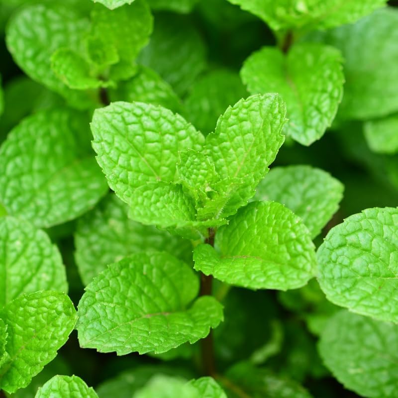 1000 Kinds Mixed Peppermint Seeds Peppermint Long Mint Herbs Temu