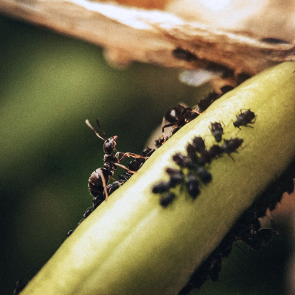เลนส์กล้องโทรศัพท์ HD Optic 100mm Macro - Temu Thailand
