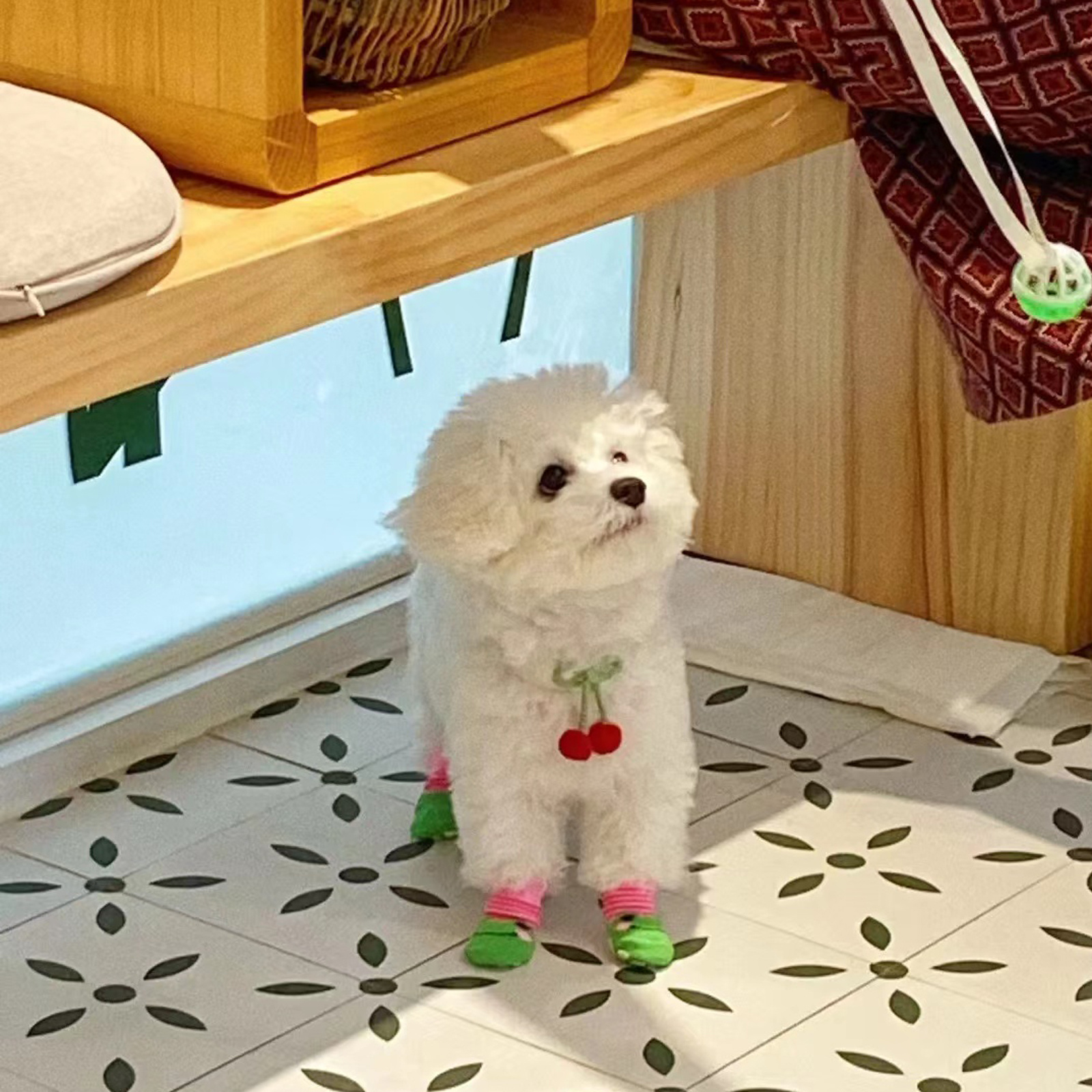 Pet Socks For Dog Cat Dog Socks With Frog Pattern Warm - Temu United ...