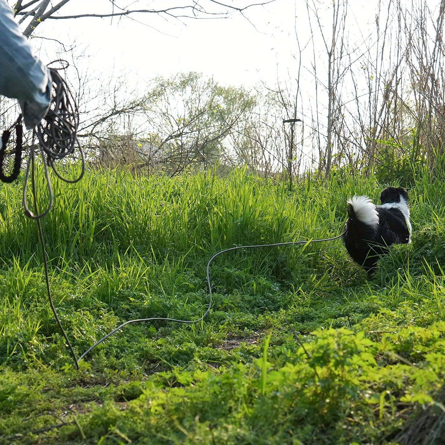 Heavy Duty Dog Leash: Comfortable Padded Handle Walking - Temu Philippines