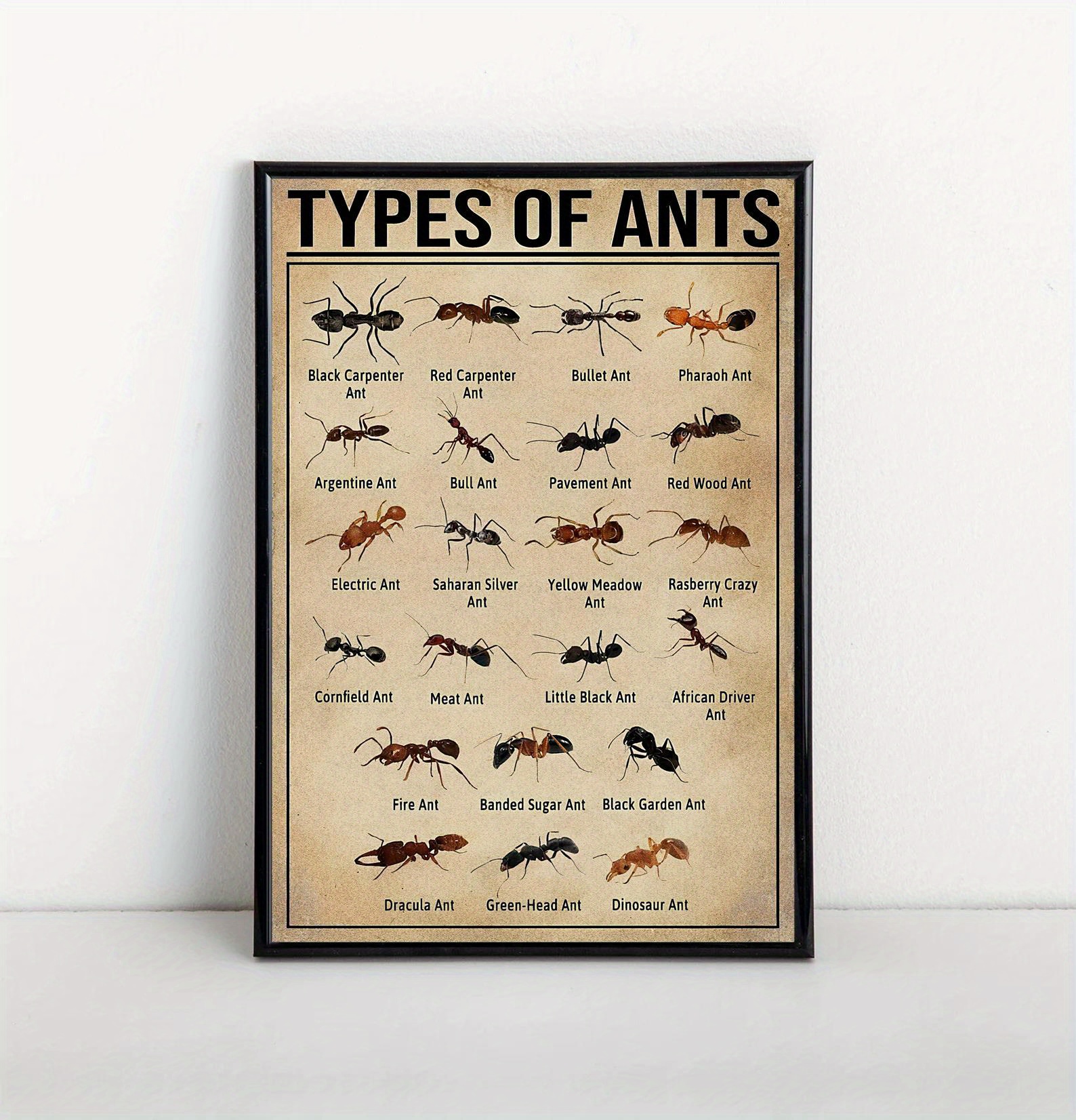 Ant Types Canvas Poster Stunning Wall Art Living Room - Temu