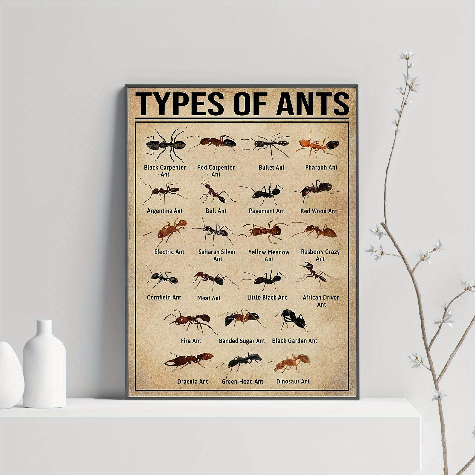 Ant Types Canvas Poster Stunning Wall Art Living Room - Temu