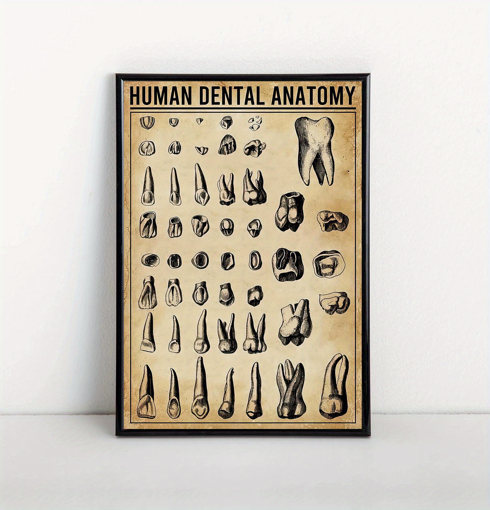 1 Póster Tabla Anatomía Dental Humana Impresión En Lienzo - Temu