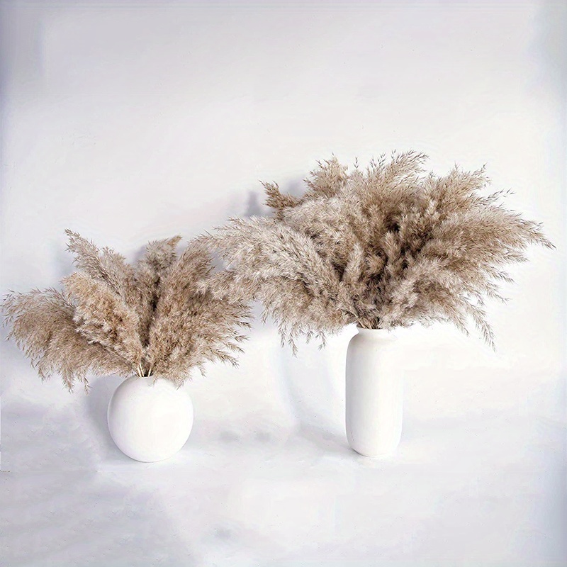 Dry Pampas Grass Pampas Grass Decor Small Short Pampass Bulk - Temu ...